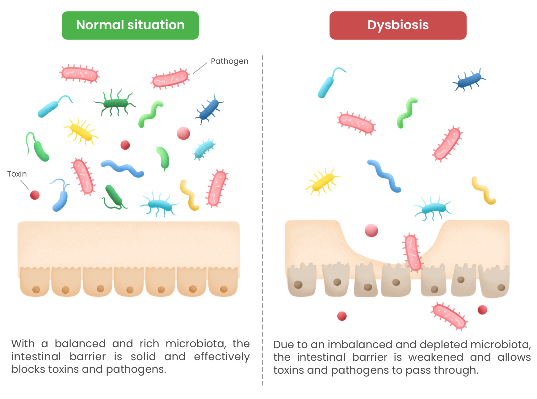The Amazing Power of Microbiota - Yuka